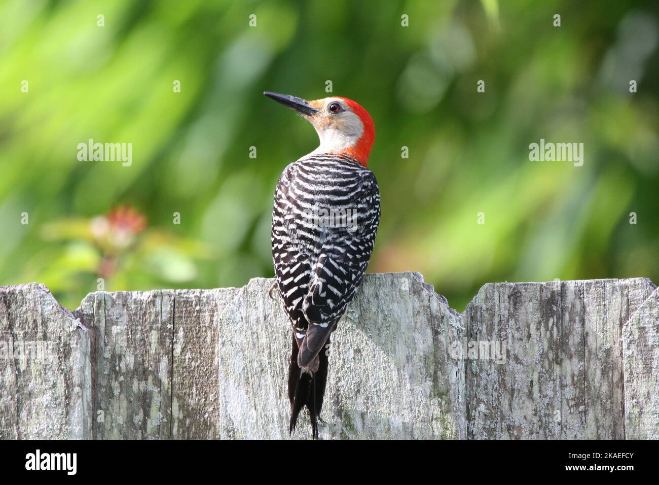 A close-up of a woodpecker resting on a wooden fence in a park looking ...