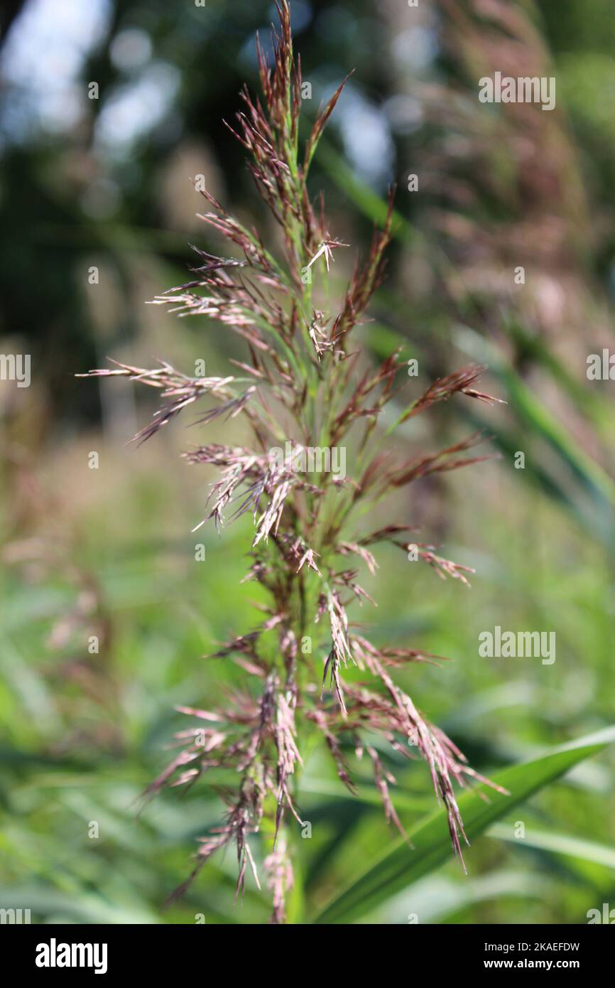 Reed vegetation hi-res stock photography and images - Alamy
