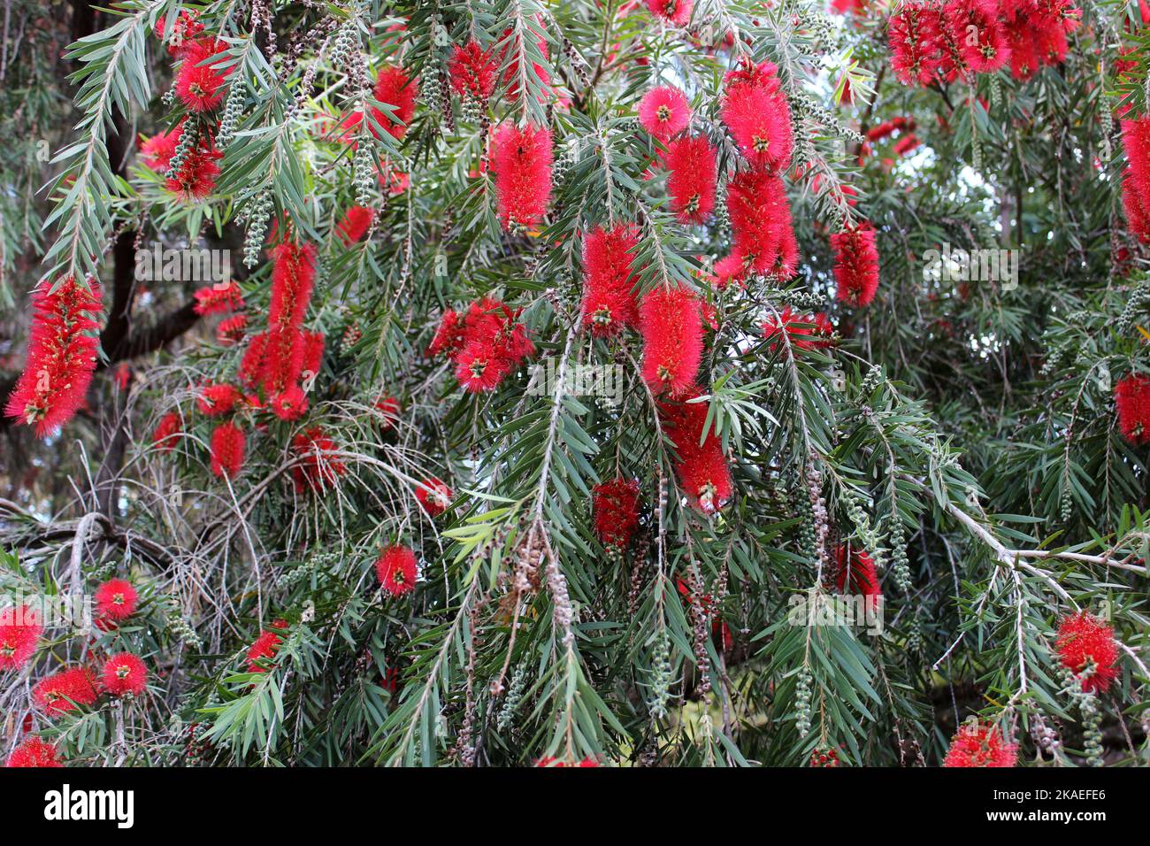 Callistemon flowers hi-res stock photography and images - Alamy
