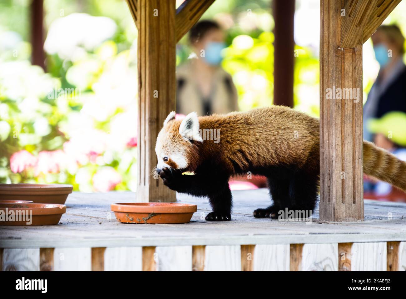 An adorable red panda eating from a bowl Stock Photo - Alamy