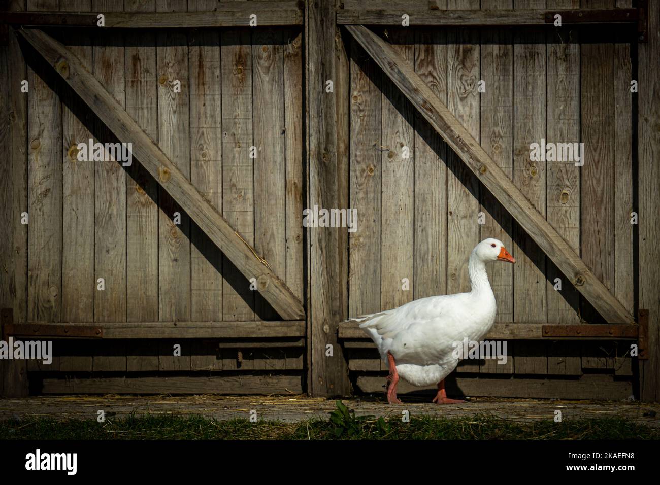 A white goose standing near wooden barn Stock Photo - Alamy