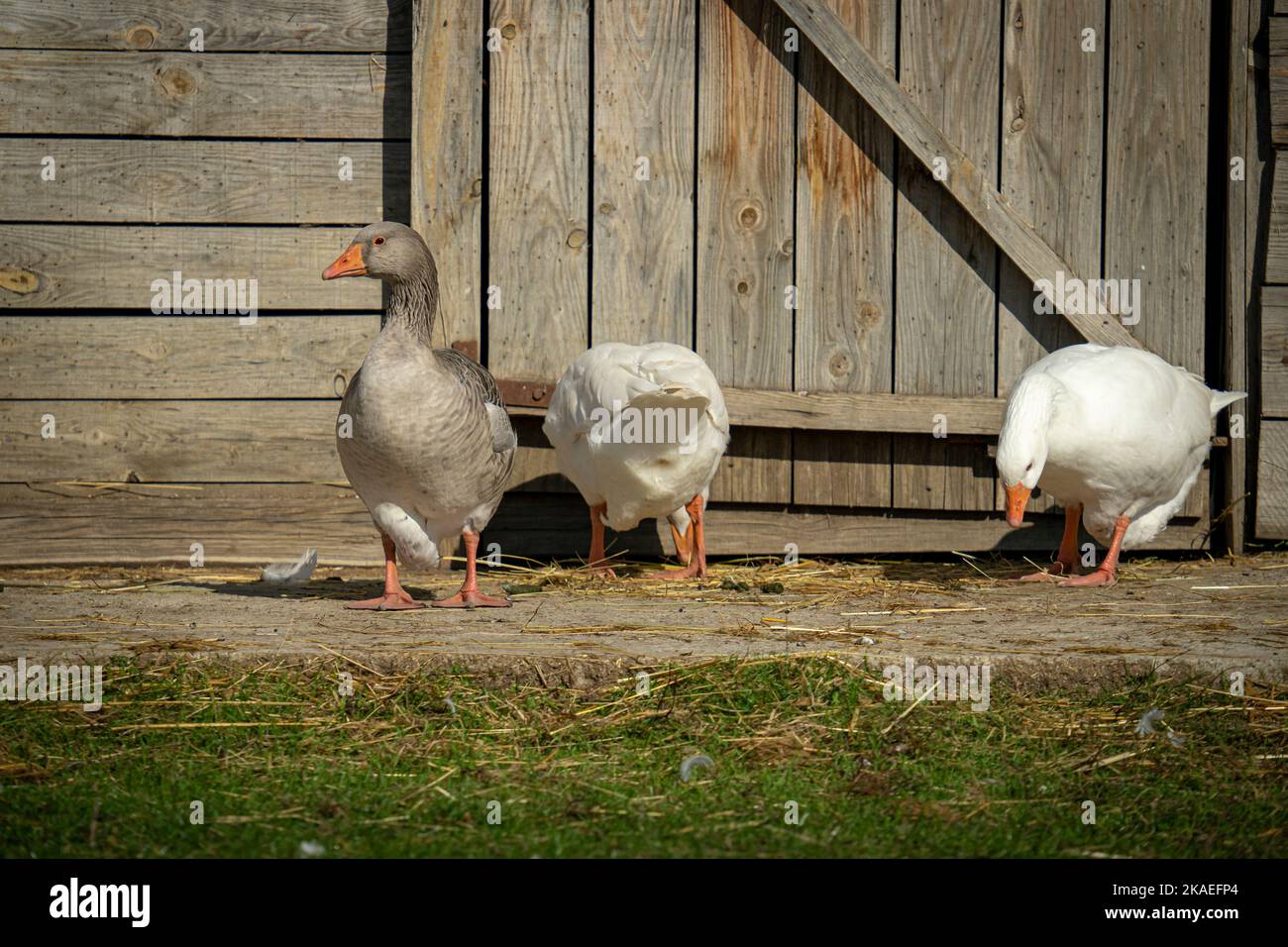 A view of geese standing near wooden barn Stock Photo - Alamy
