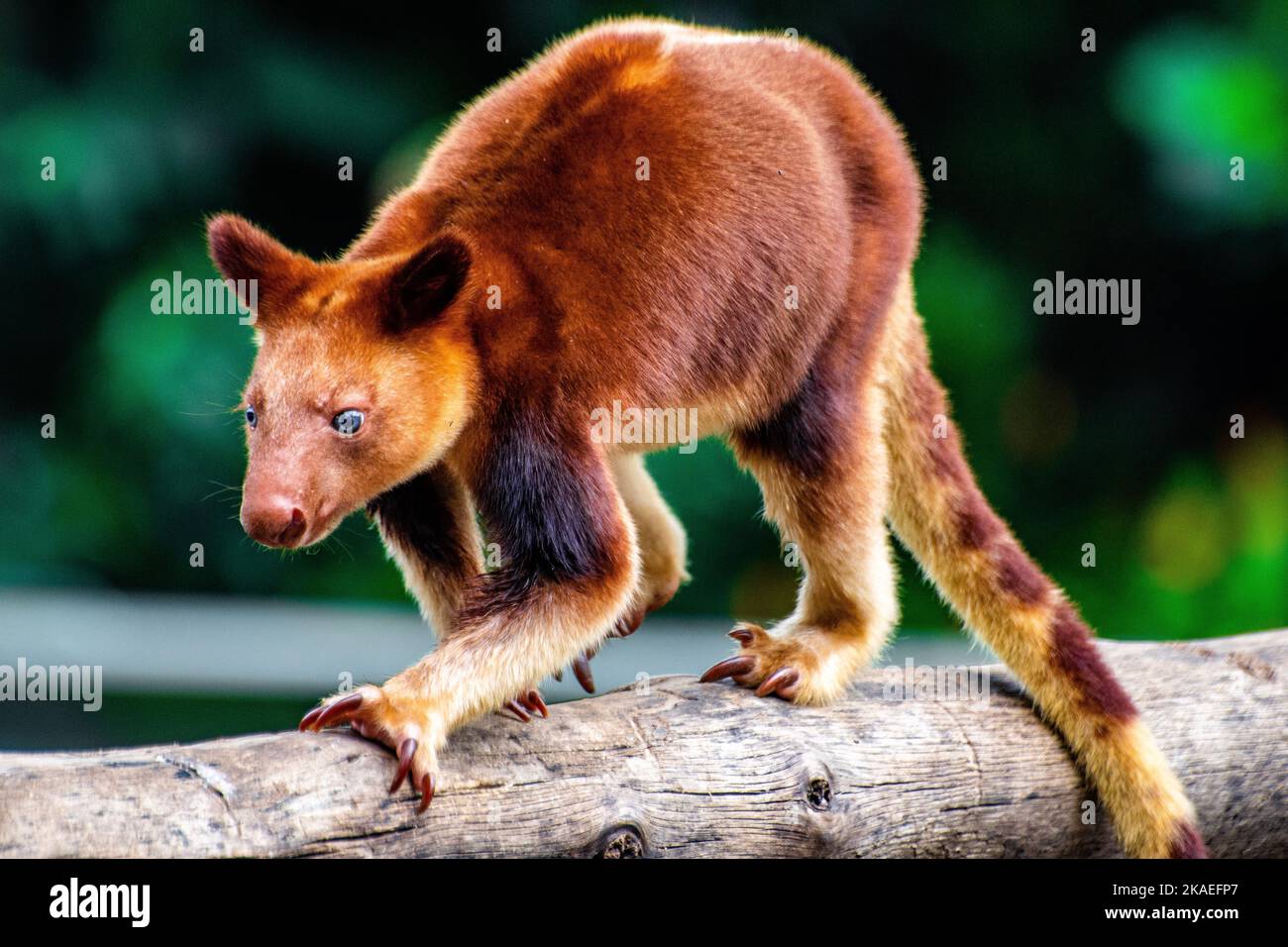 Goodfellow’s tree kangaroo hi-res stock photography and images - Alamy