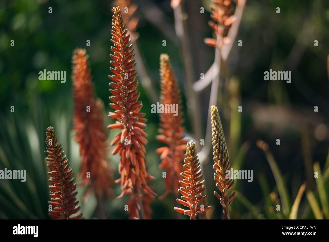 A closeup of red desert flowers from the Desert Botanical Garden in ...
