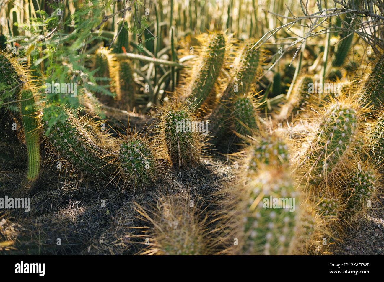 The multiple spiked green cactus plants from the Desert Botanical ...