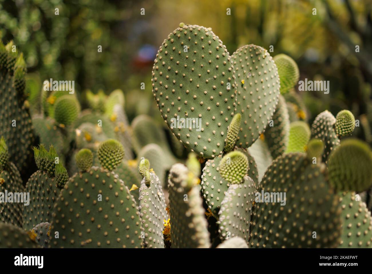The round spiked green cactus plants from the Desert Botanical Garden ...