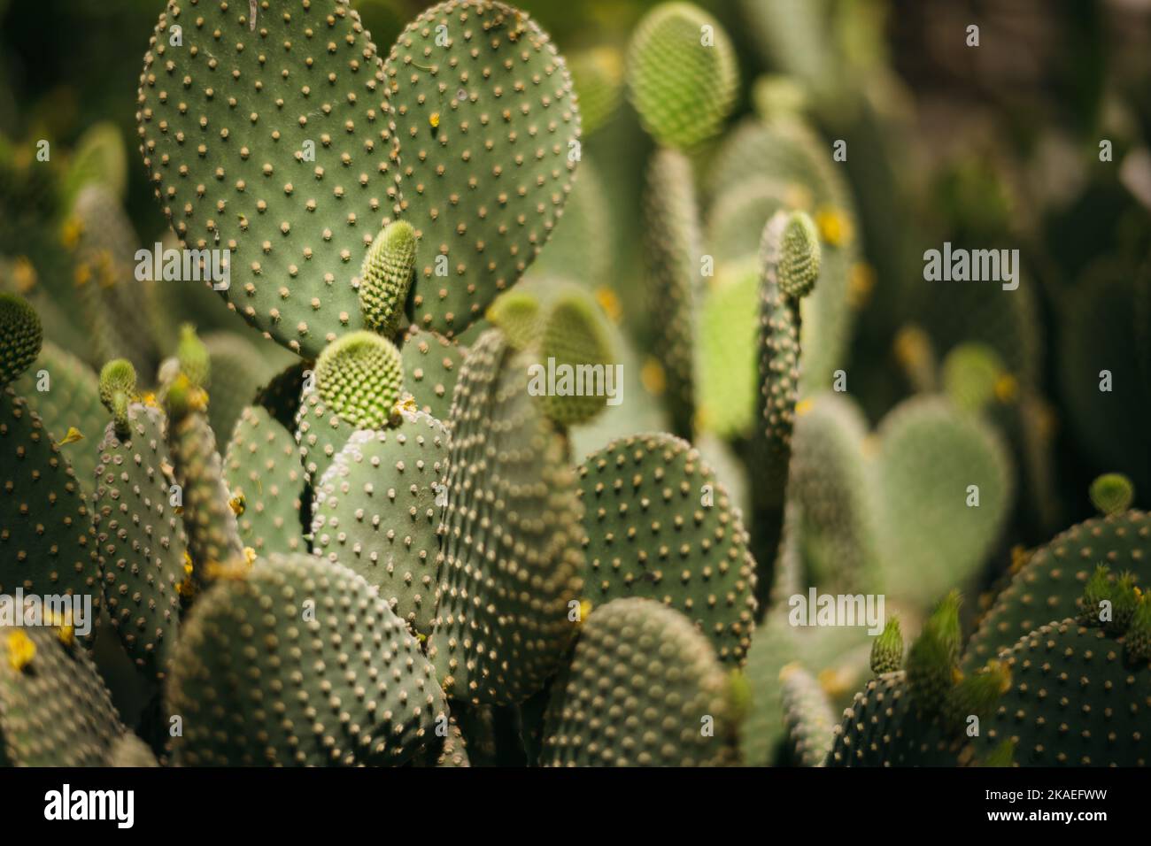 The round spiked green cactus plants from the Desert Botanical Garden ...