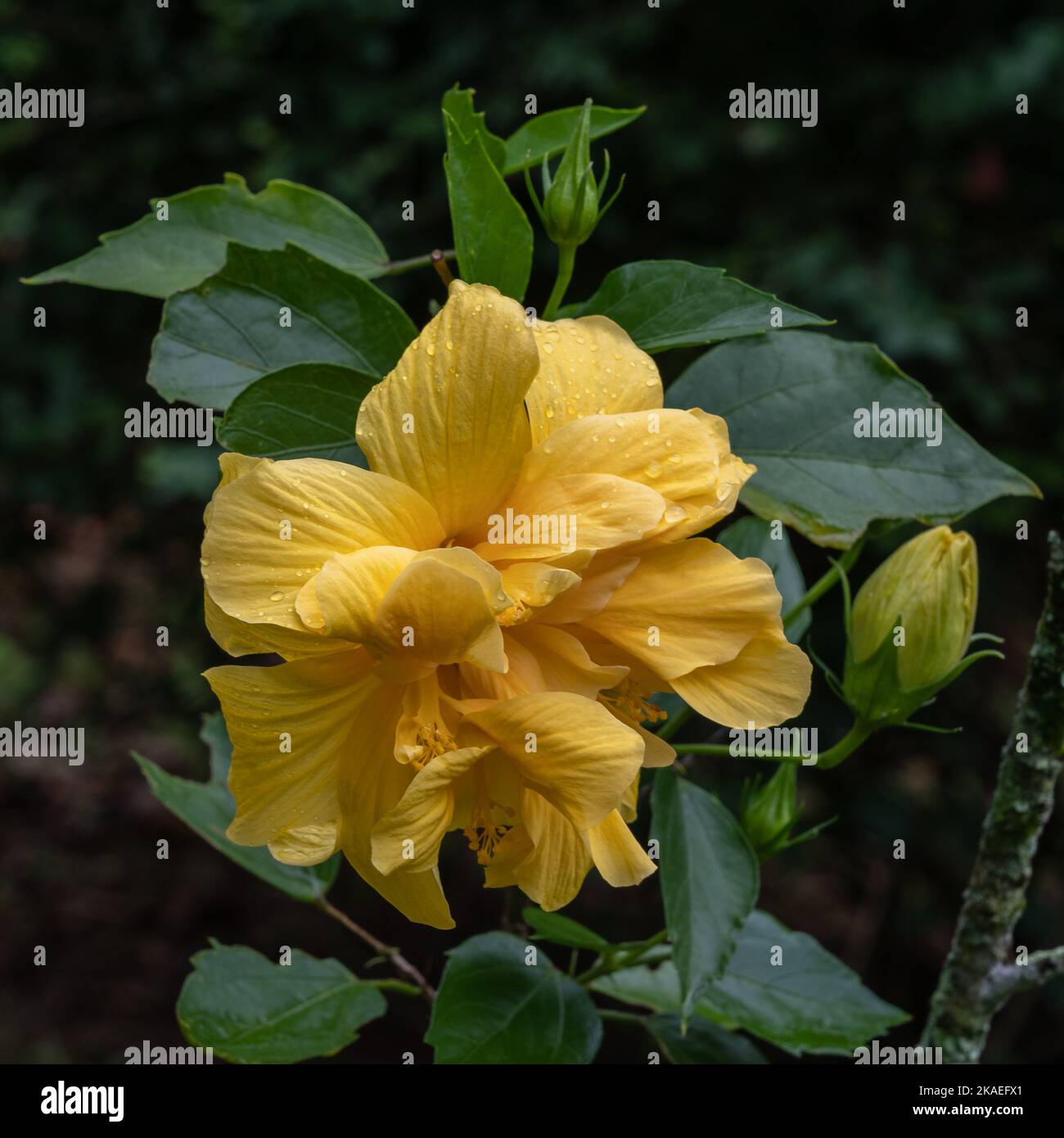 Closeup view of colorful golden yellow double hibiscus rosa sinensis flower and buds outdoors in ...