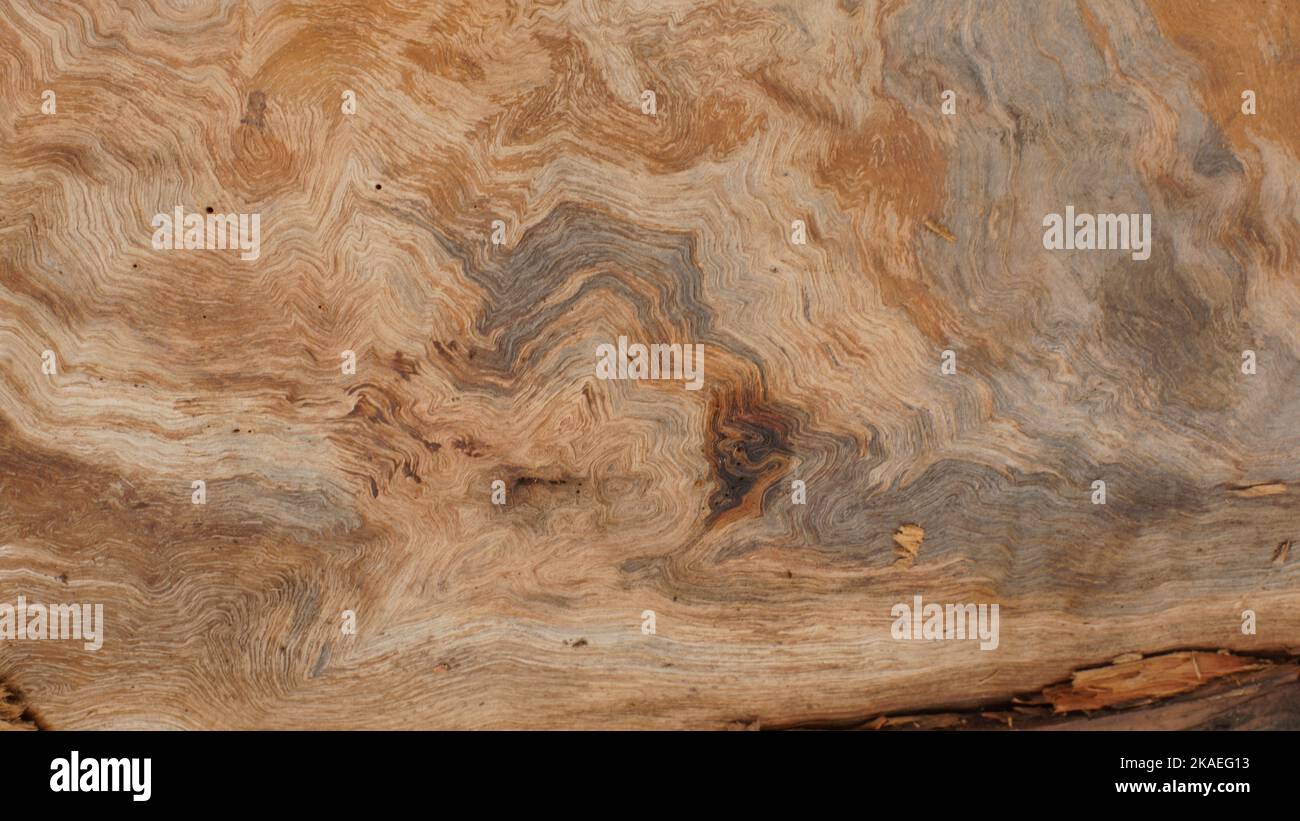 A background of a tree texture Stock Photo - Alamy