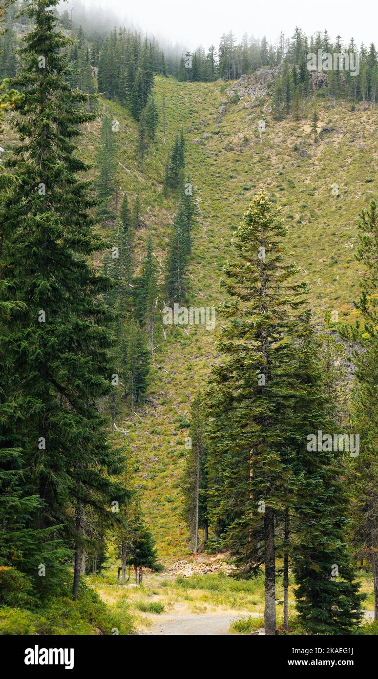 A vertical shot of western larch (Larix occidentalis) tree forest Stock ...