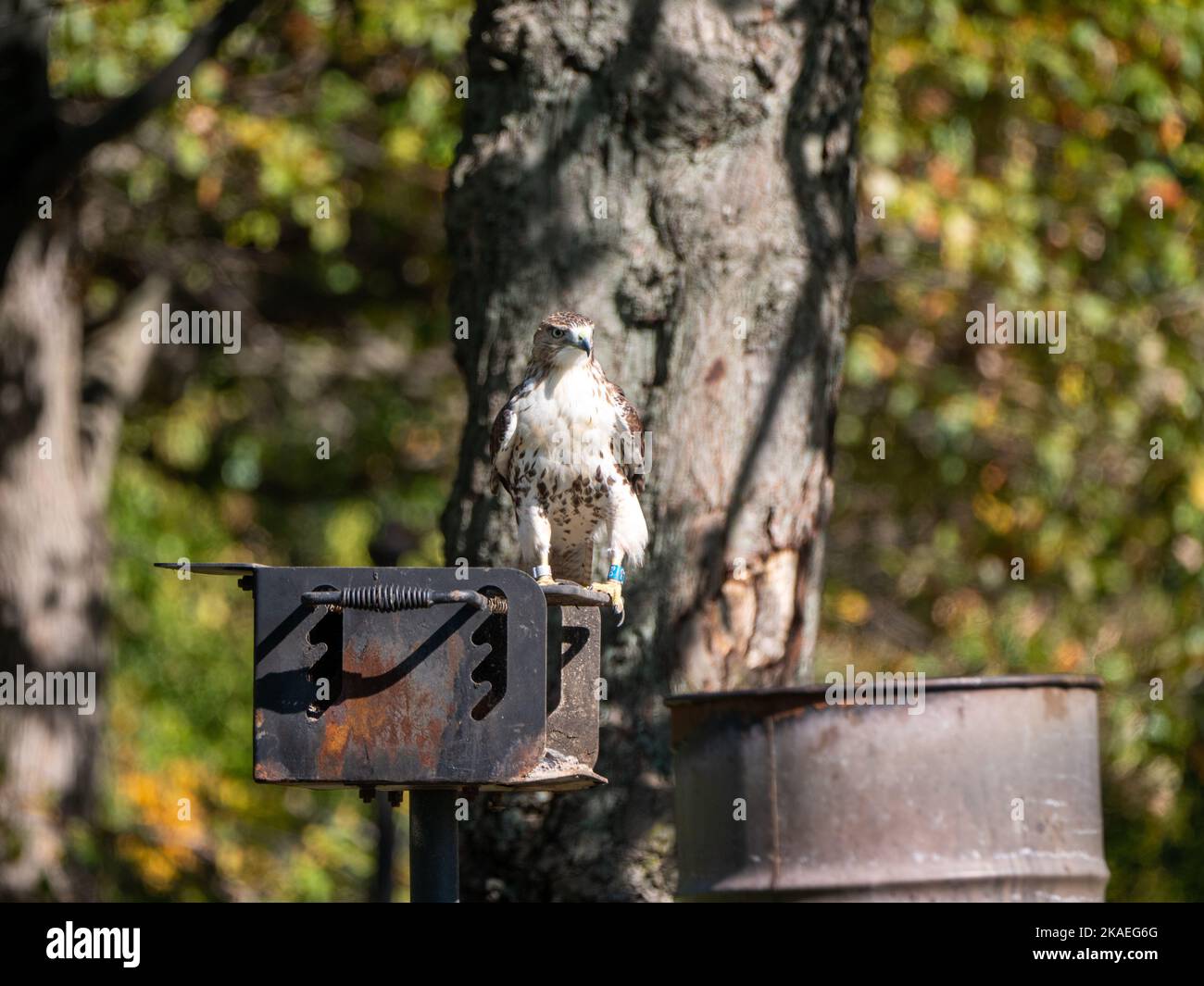 A Red-tailed hawk perched on small metal box attached to the tree in ...