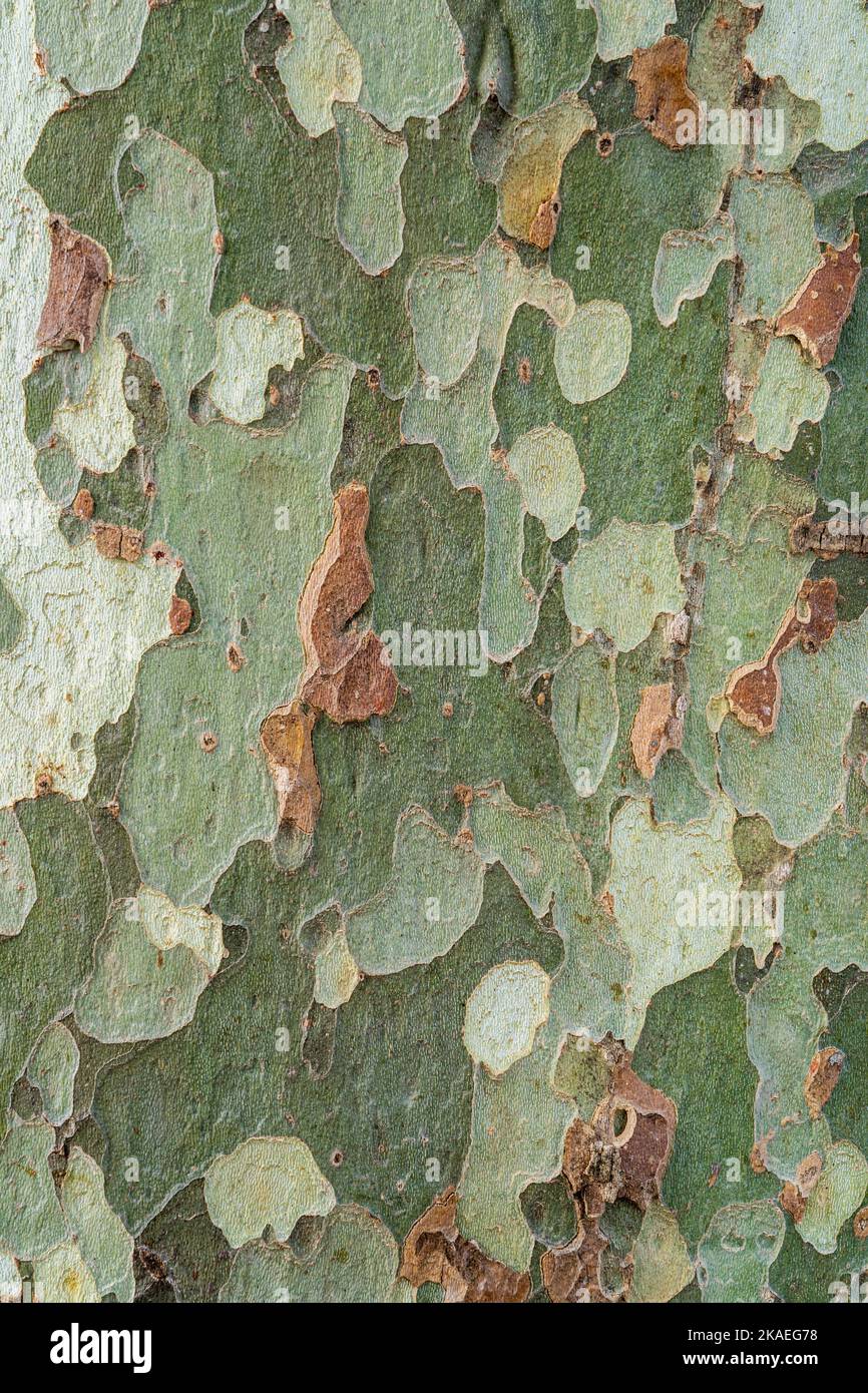 Closeup view of plane tree bark - army camouflage style textured green ...