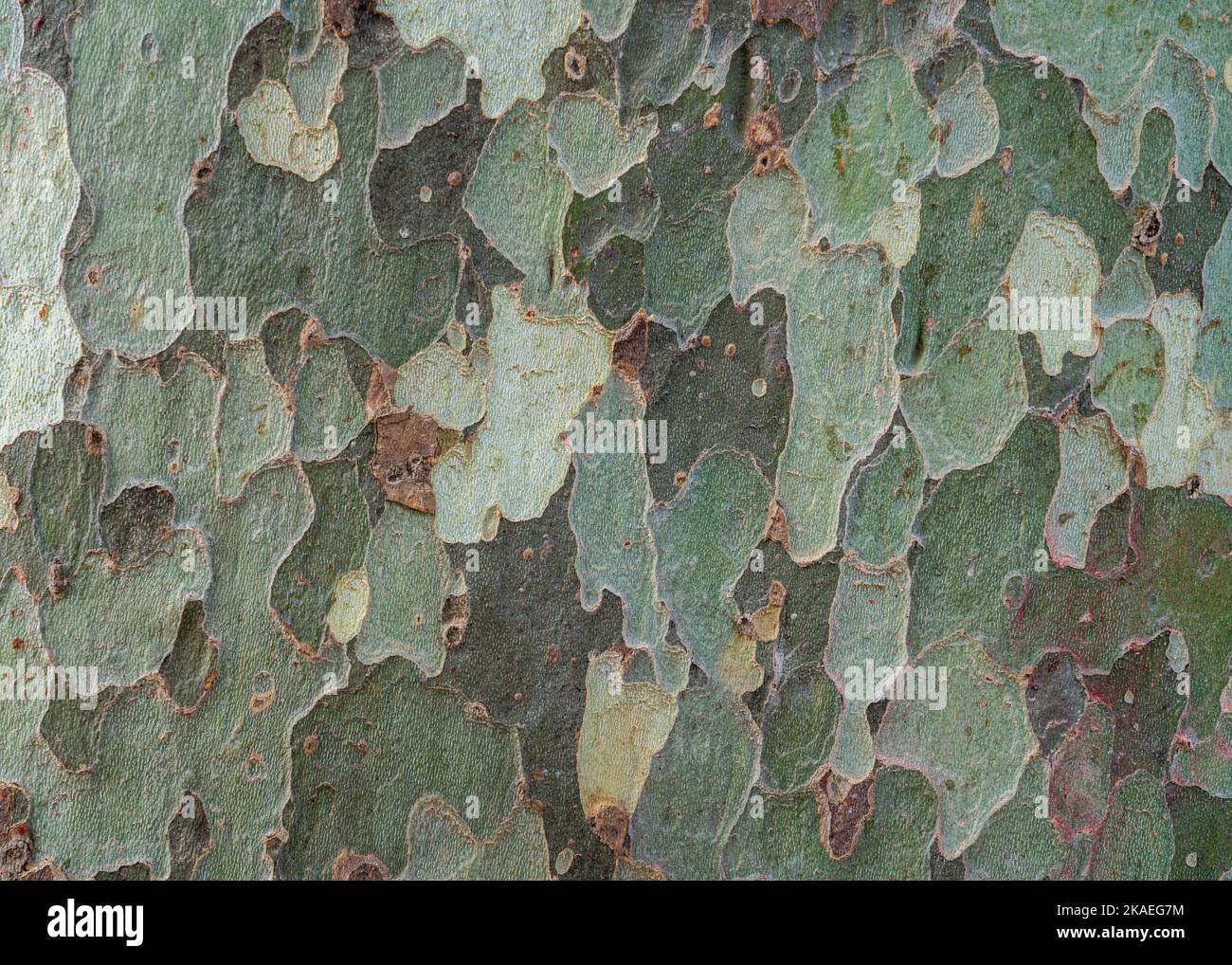 Camo tree hi-res stock photography and images - Alamy