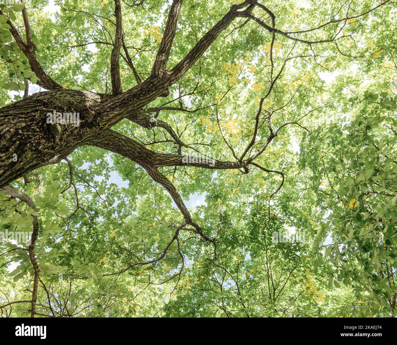 A low-angle shot of a big tree with long branches and green leaves ...