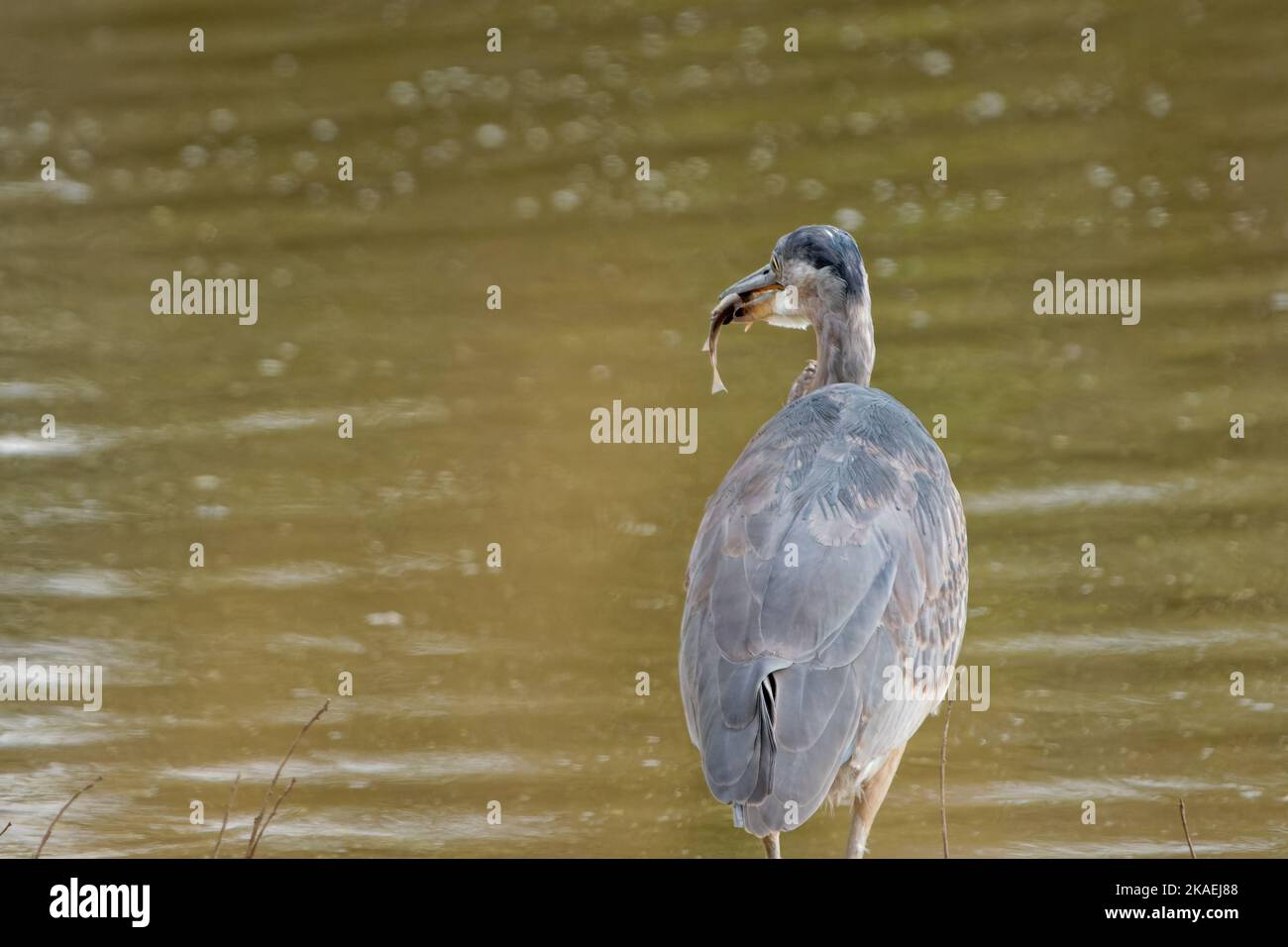 A closeup shot of a great blue heron near the lake Stock Photo - Alamy