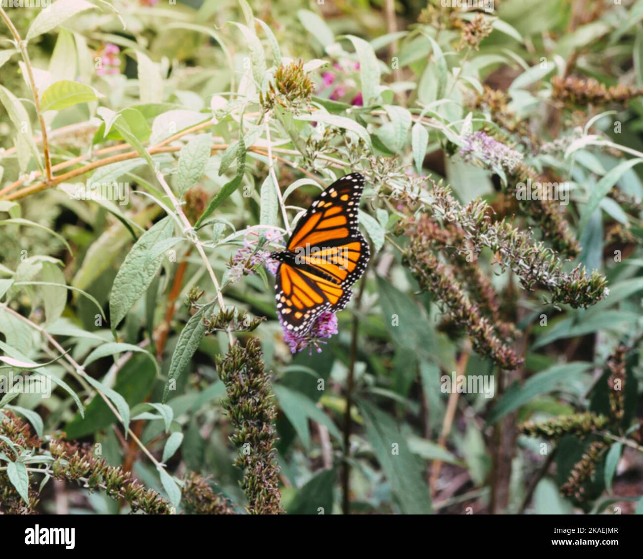 A close-up of a monarch butterfly (Danaus plexippus) resting on a leaf ...
