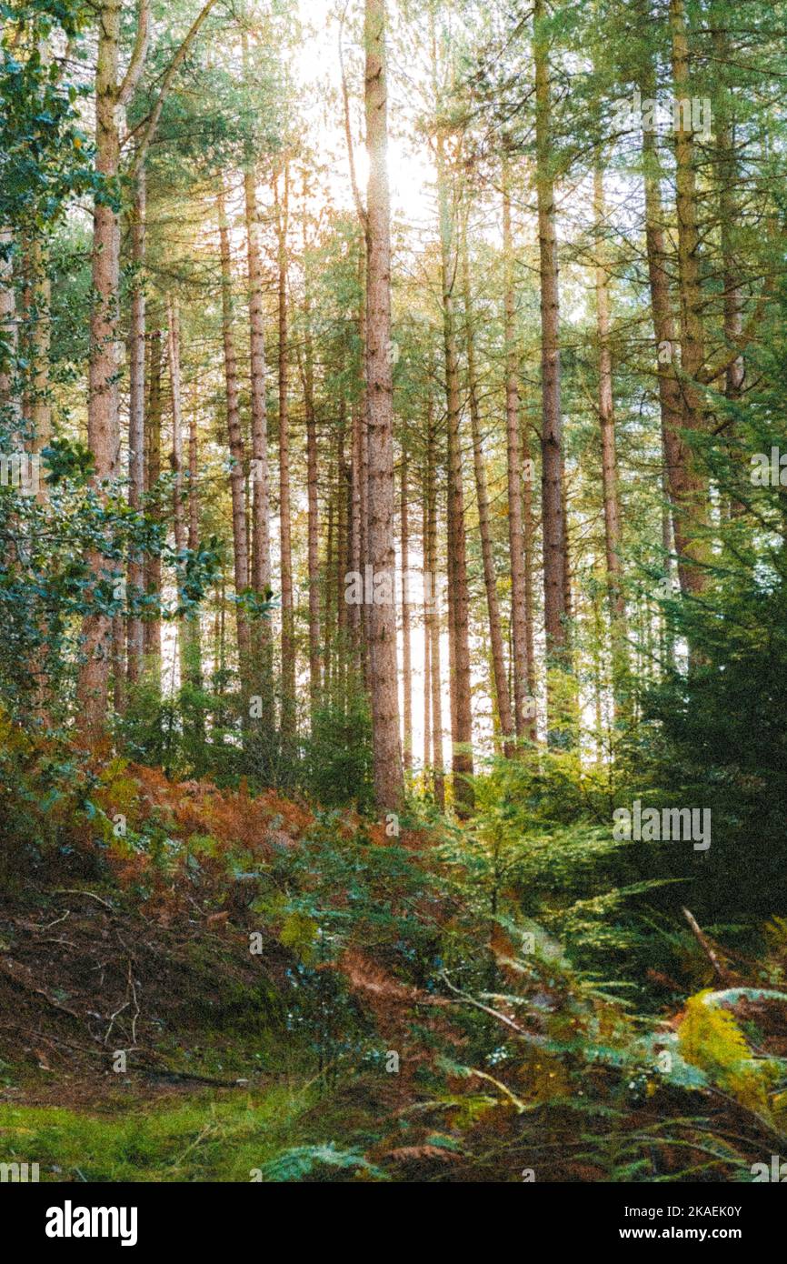 A vertical of a forest with tall trees in daylight Stock Photo - Alamy