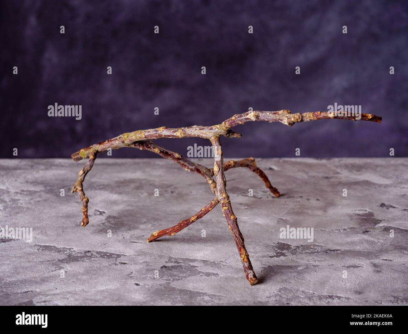 The dried branched branch of a walnut tree stands on a concrete surface ...