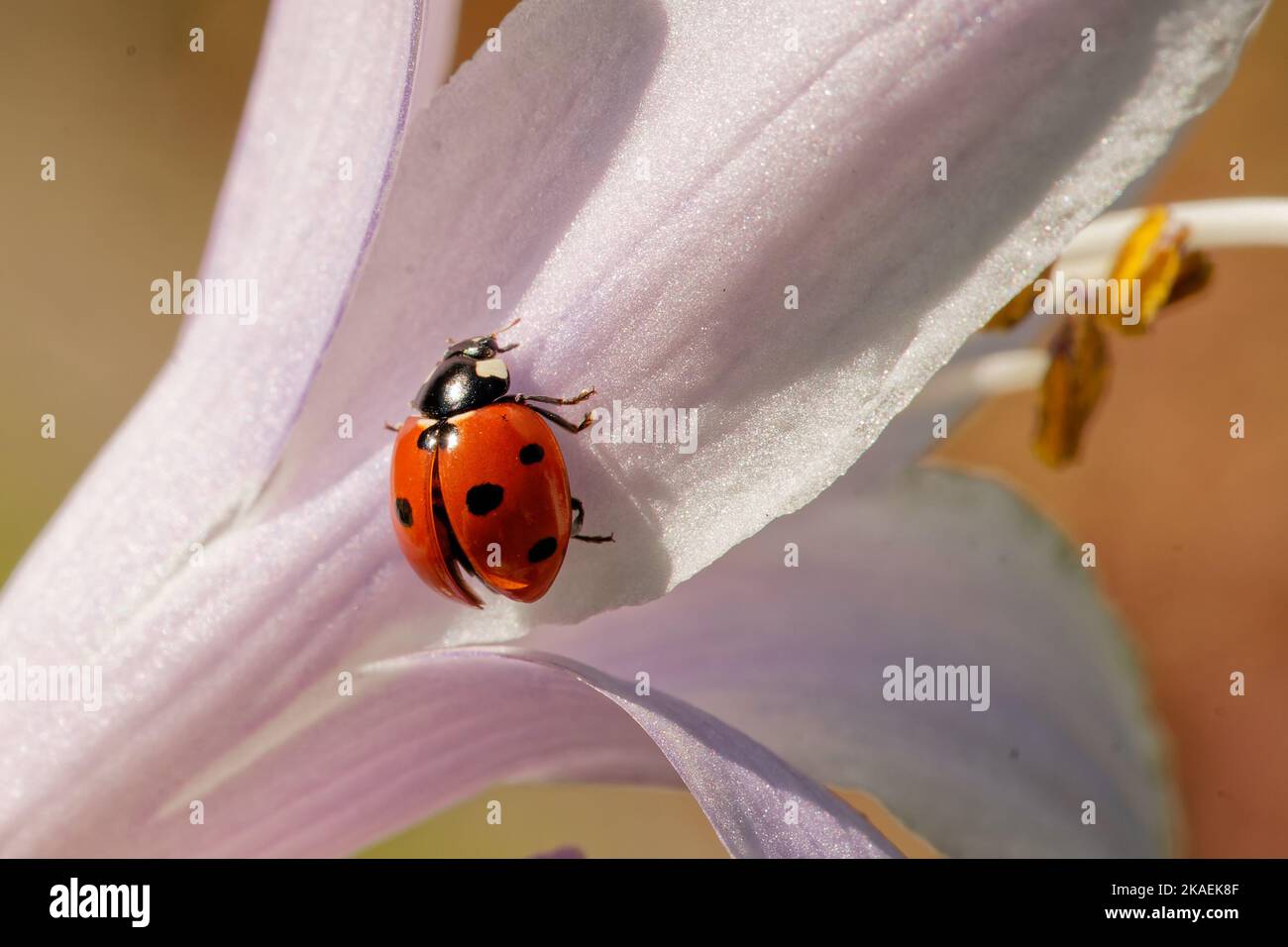 Ladybug crawling on flower petals hi-res stock photography and images ...