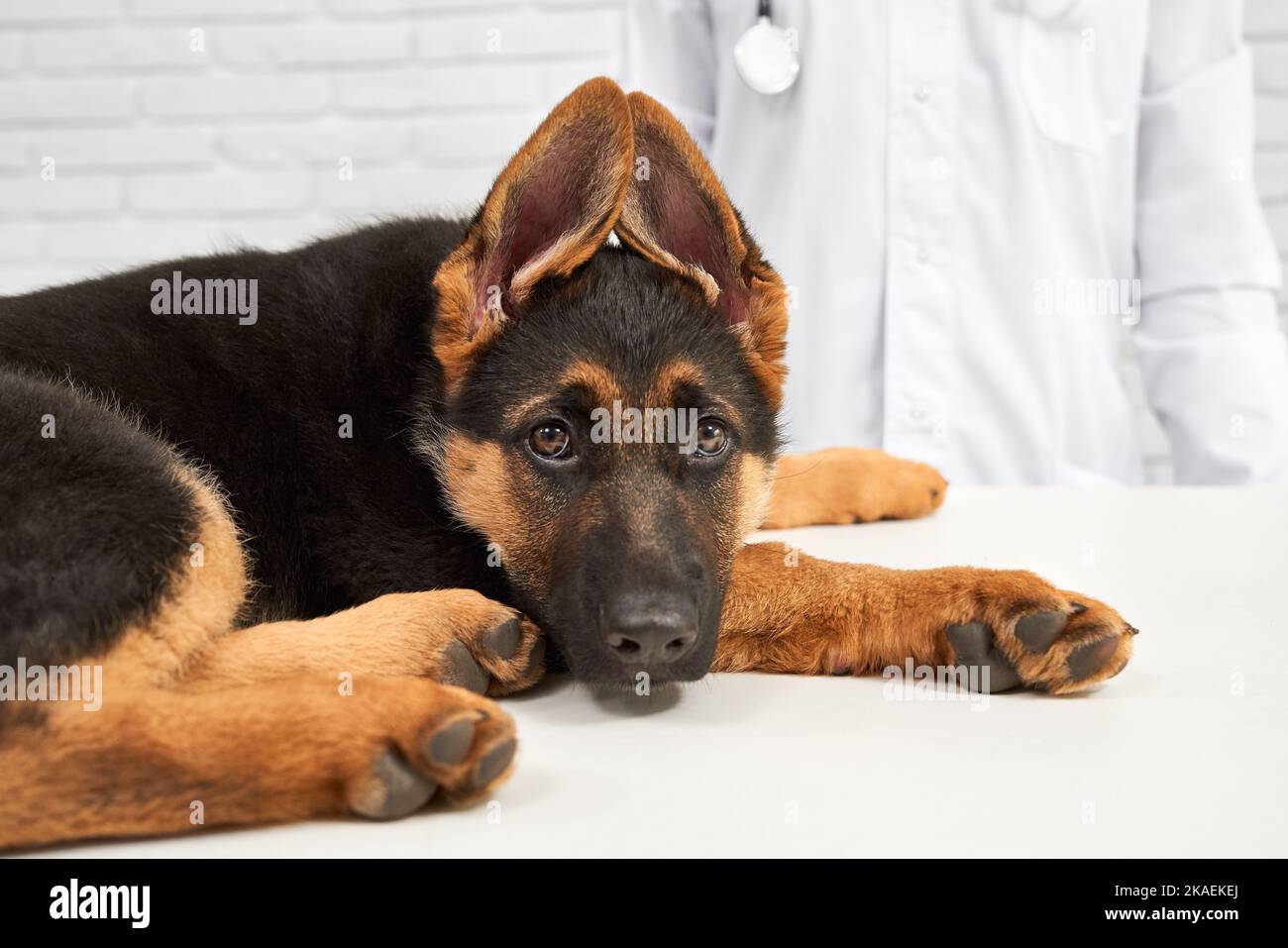 Portrait of German Shepherd holding ears up together suffering from ...