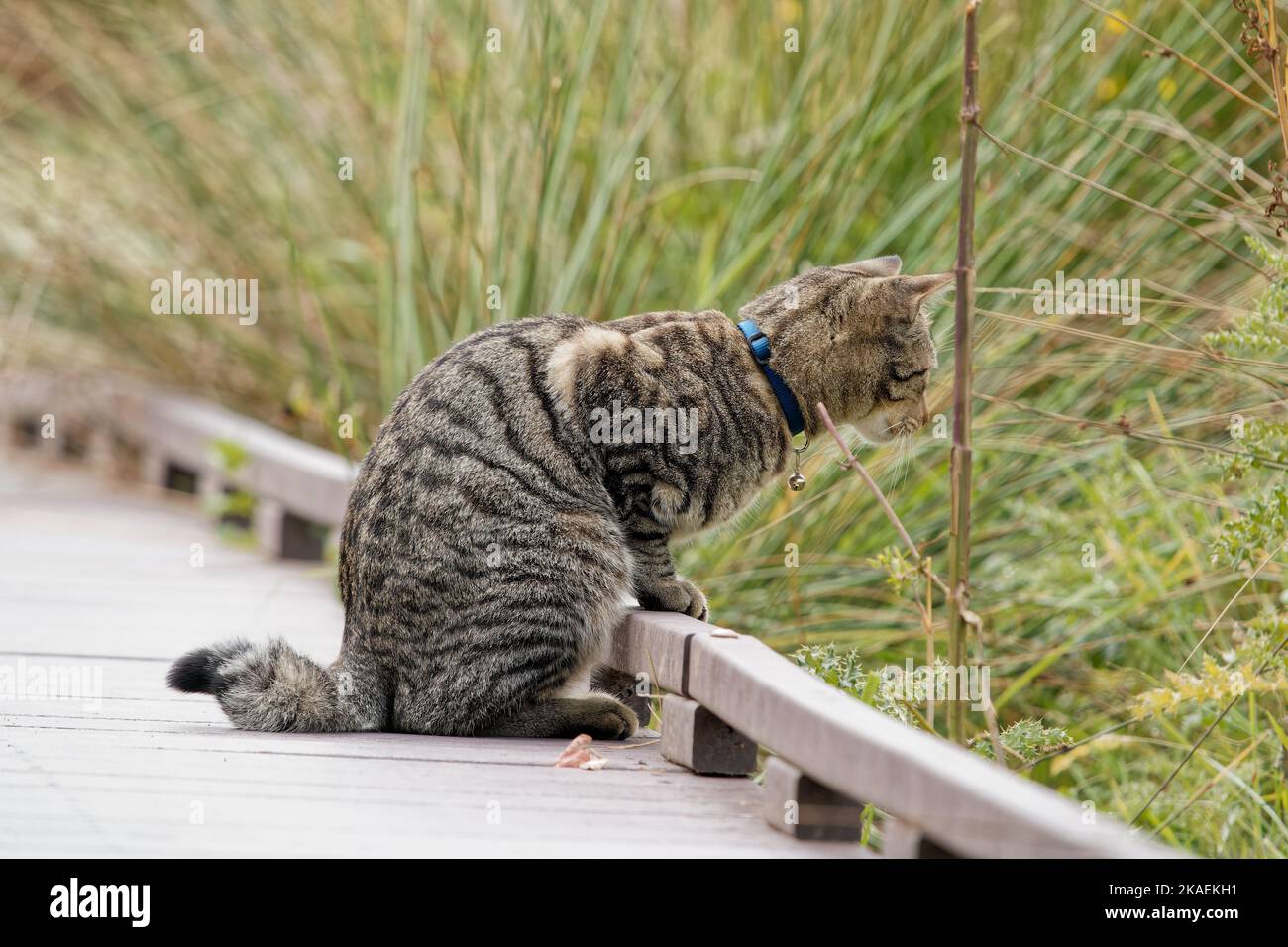 Ringtail cat hi-res stock photography and images - Alamy