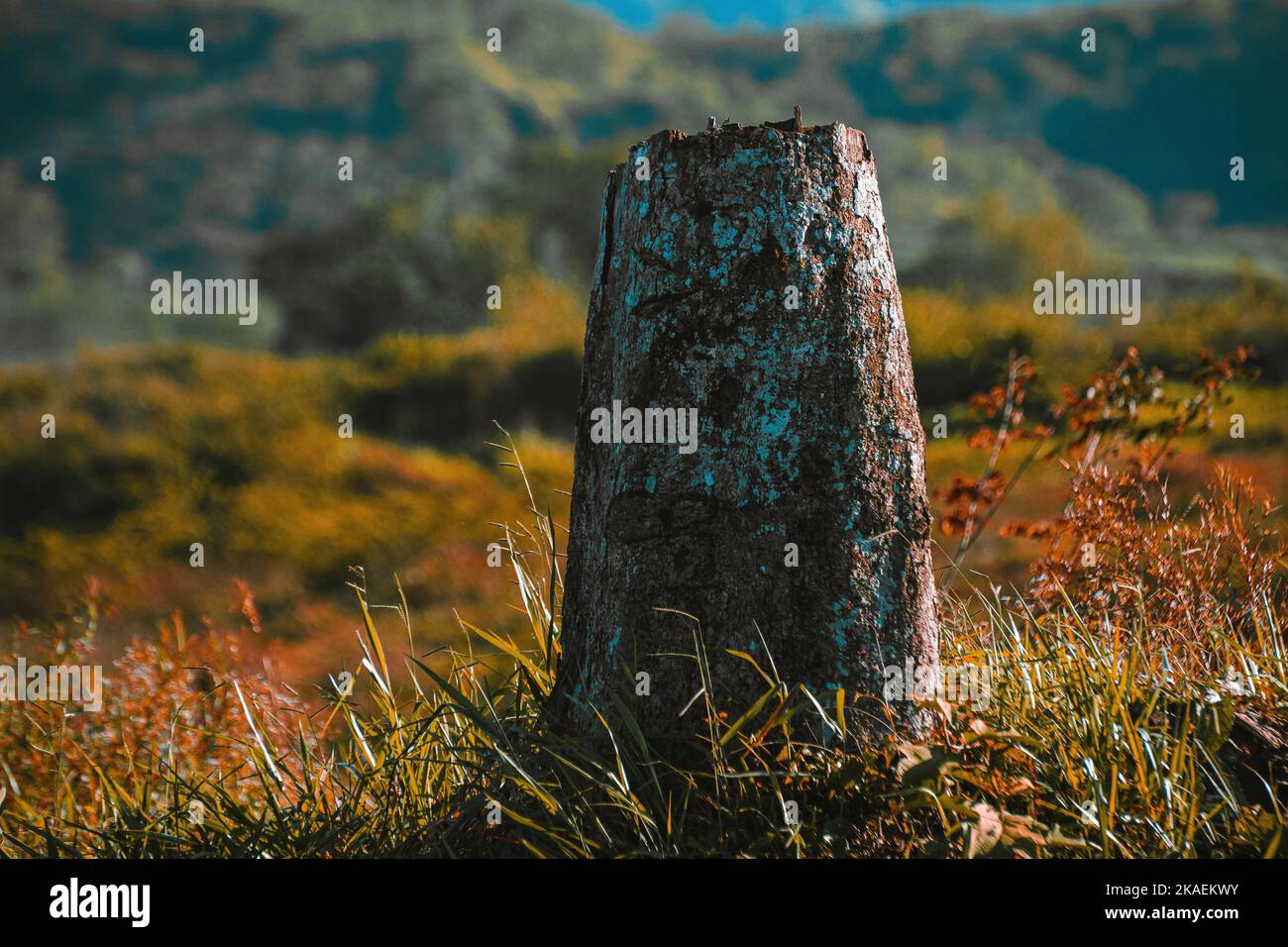 A tree stump in the green field at soft sunlight Stock Photo - Alamy