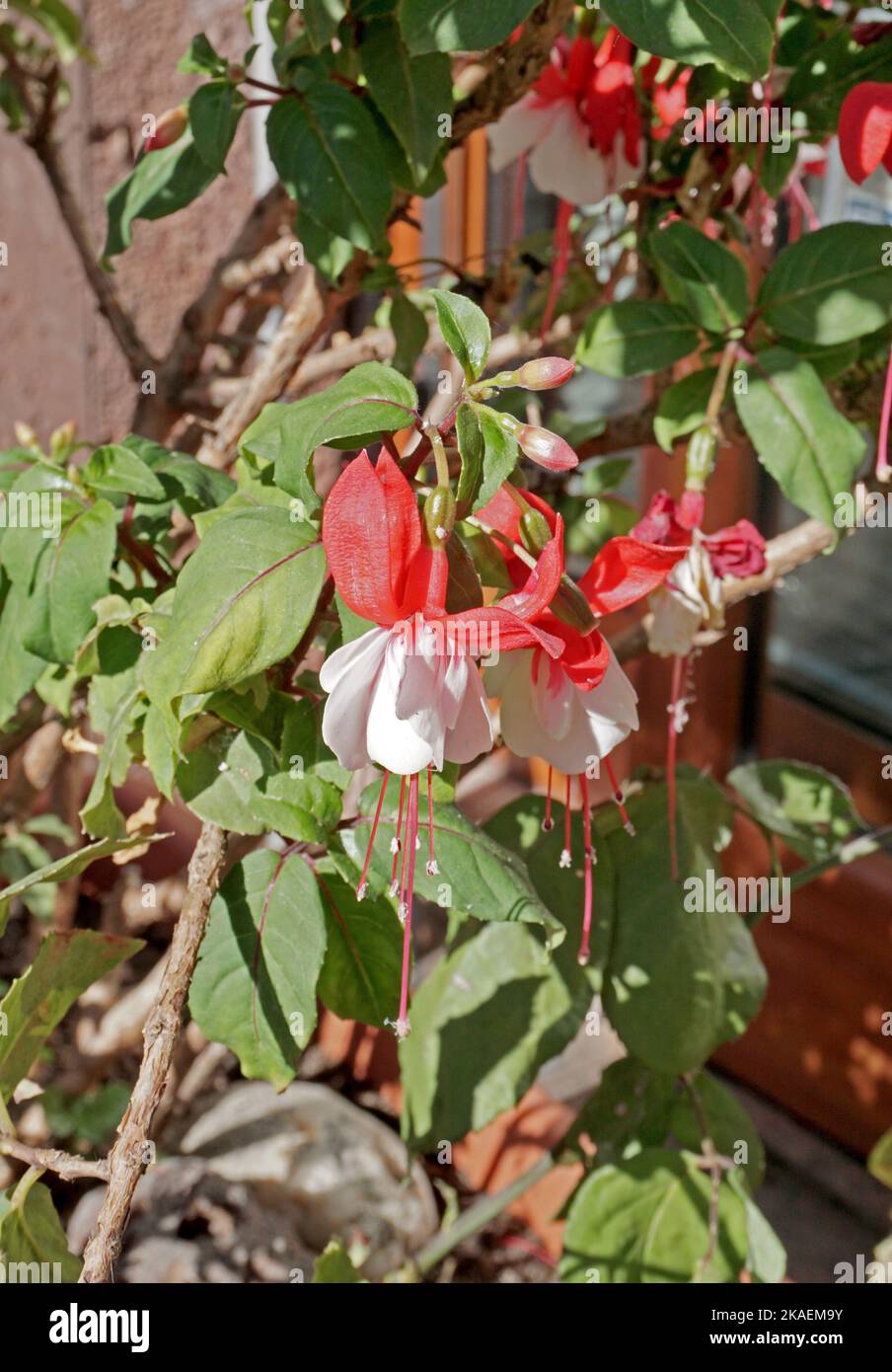 Fuchsia red close hi-res stock photography and images - Alamy