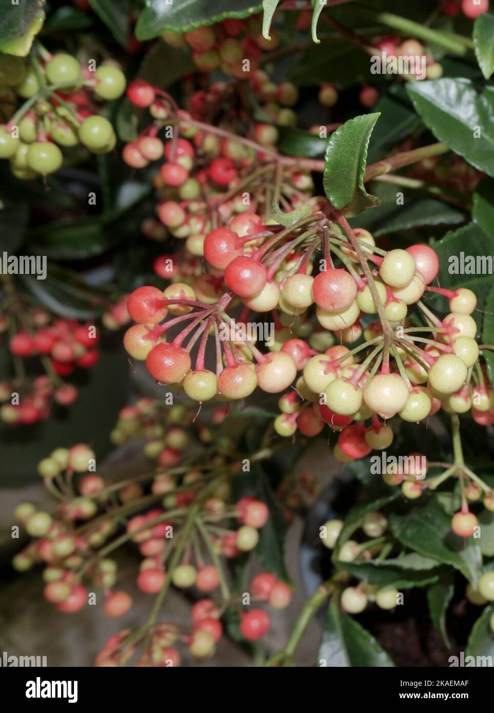 Ardisia grape hi-res stock photography and images - Alamy
