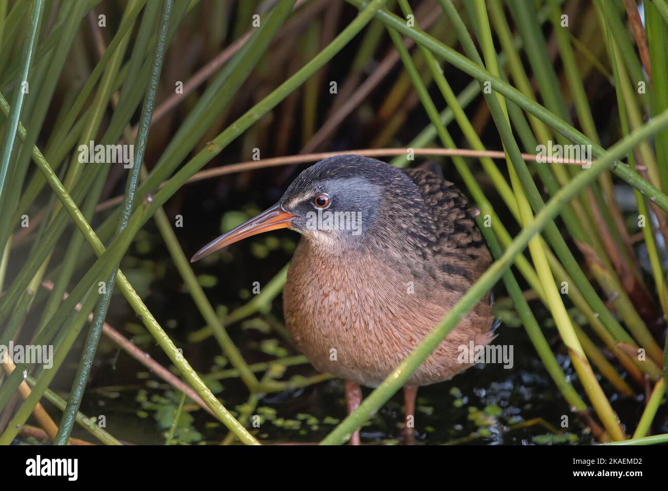 Sora bird hi-res stock photography and images - Alamy