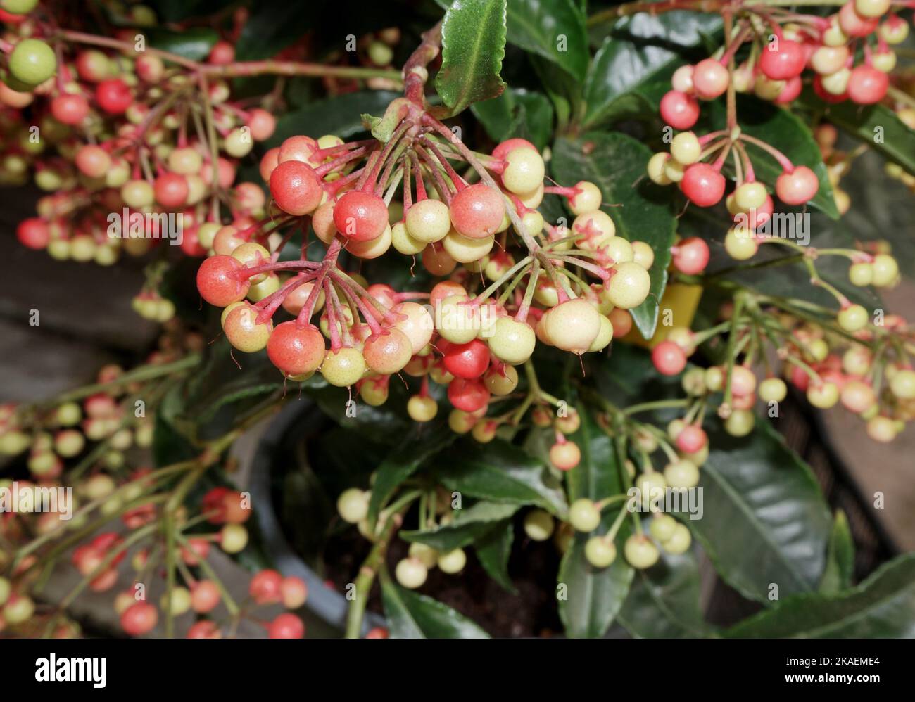 Ardisia grape hi-res stock photography and images - Alamy