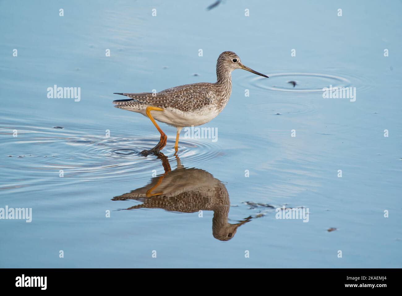 A greater yellowleg bird in a pond Stock Photo - Alamy