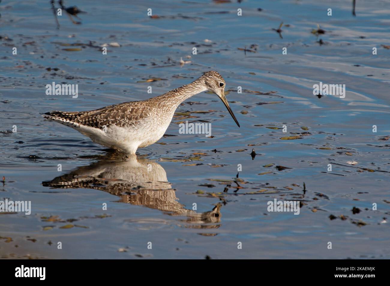 A greater yellowleg bird in a pond Stock Photo - Alamy