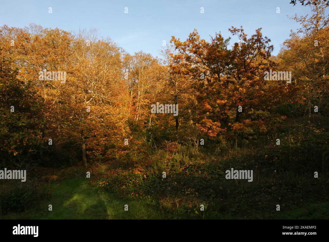 Golevic Forests, located in Zonguldak, Turkey, give beautiful colors in ...