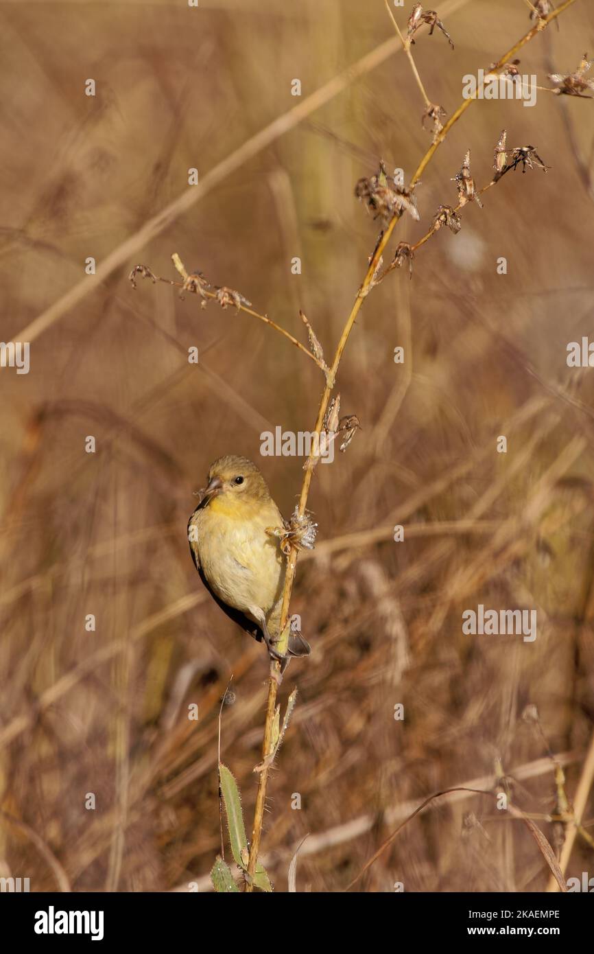 A selective focus shot of warbler perched on plant Stock Photo - Alamy