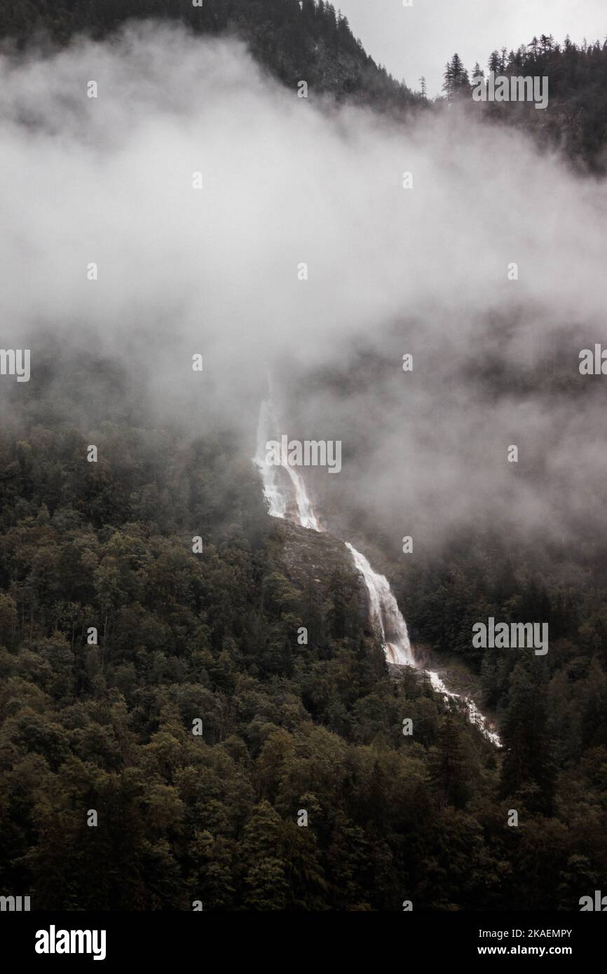 A mesmerizing vertical shot of a forested mountain covered in mist ...
