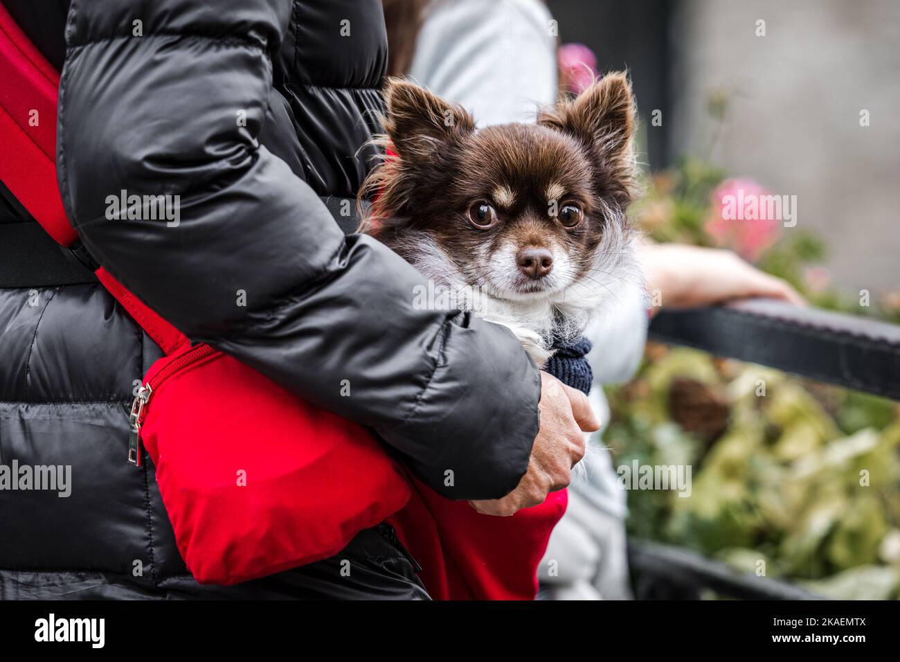 Small Papillon type cute loveable dog puppy being carried by owner ...