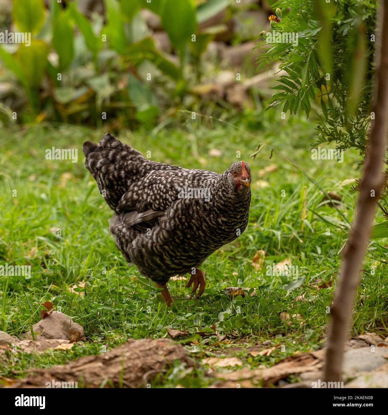 A gray Plymouth Rock chicken (Gallus gallus domesticus) standing on the ...