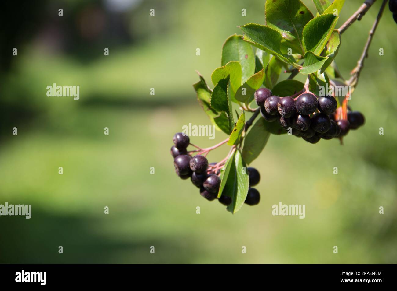 A close-up of a black chokeberry (Aronia melanocarpa Stock Photo - Alamy