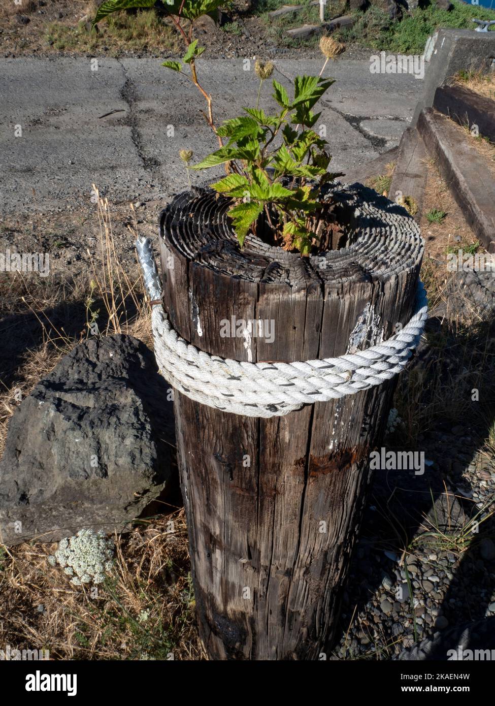WA22656-00...,WASHINGTON - Decorated post at Herb Beck Marina located ...