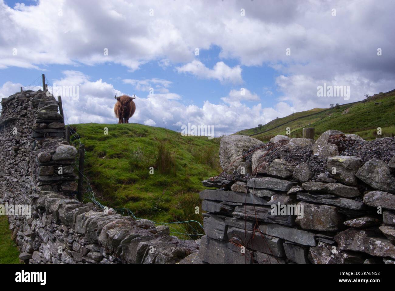 Highland Cow, cattle in field near Kirkstone pass with dry stone wall ...