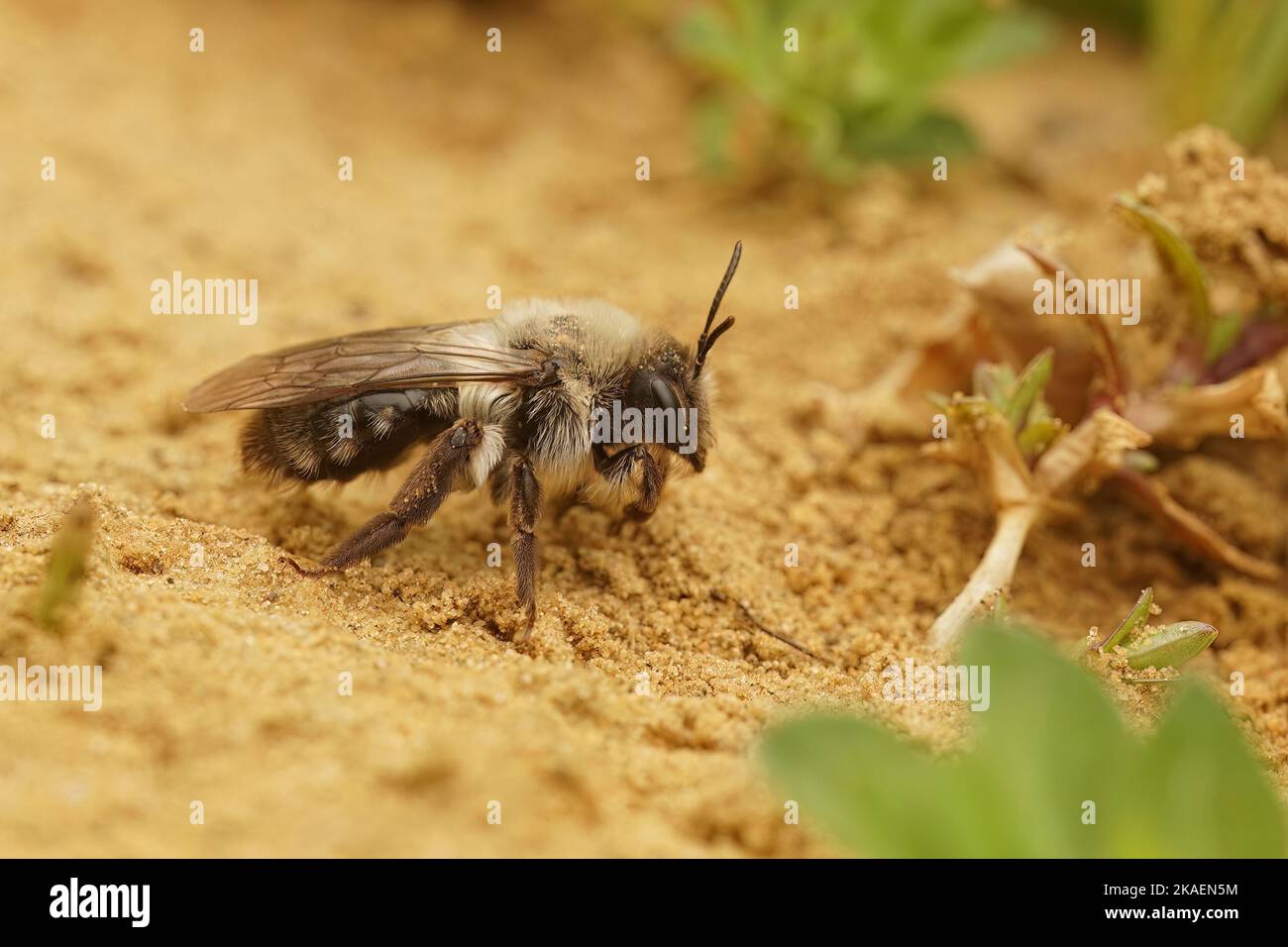 Detailed closeup on a female Grey-backed mining bee, Andrena vaga ...