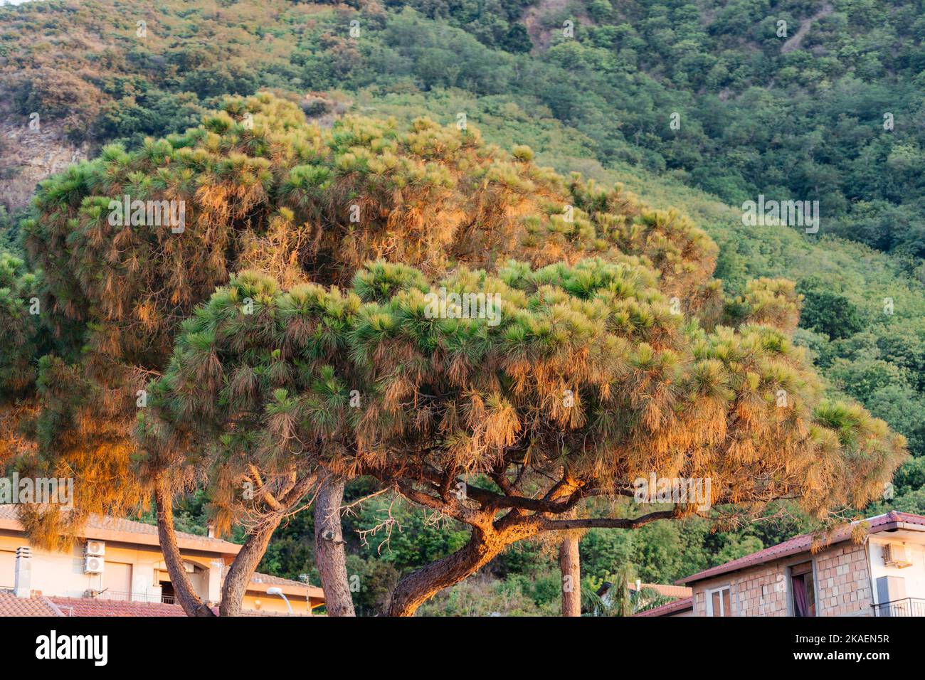 Maritime pine, Pinus Pinaster tree at Calabria seaside, Italy Stock ...