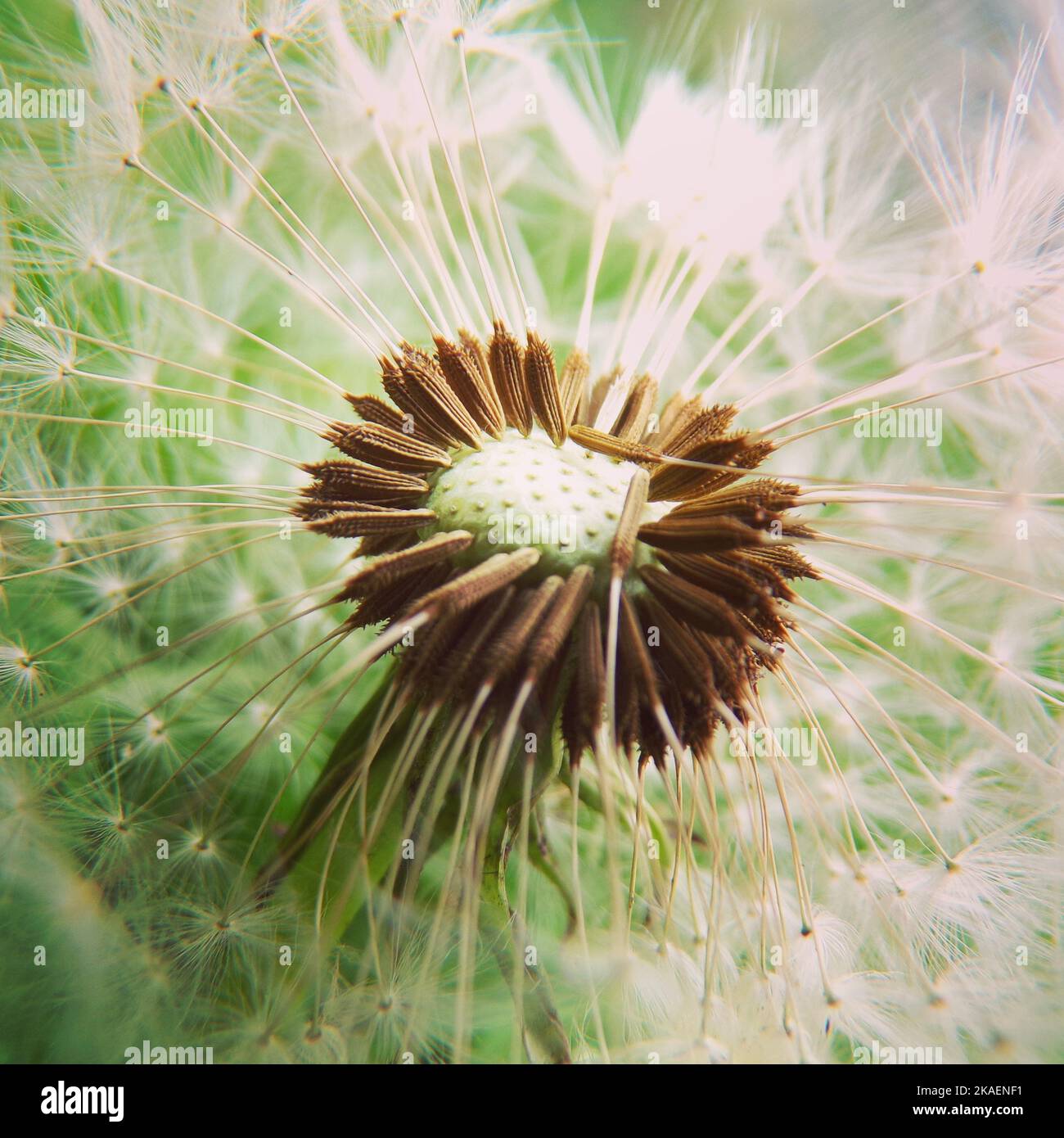 A macro of a dandelion flower head Stock Photo - Alamy