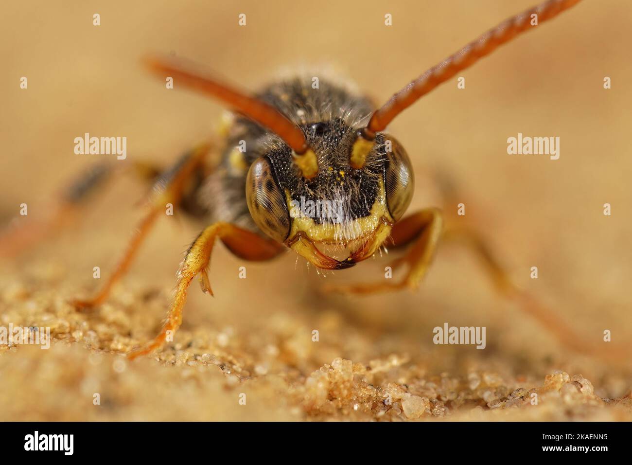 Detailed facial closeup on a male cleptoparasitic Variable Nomad ...