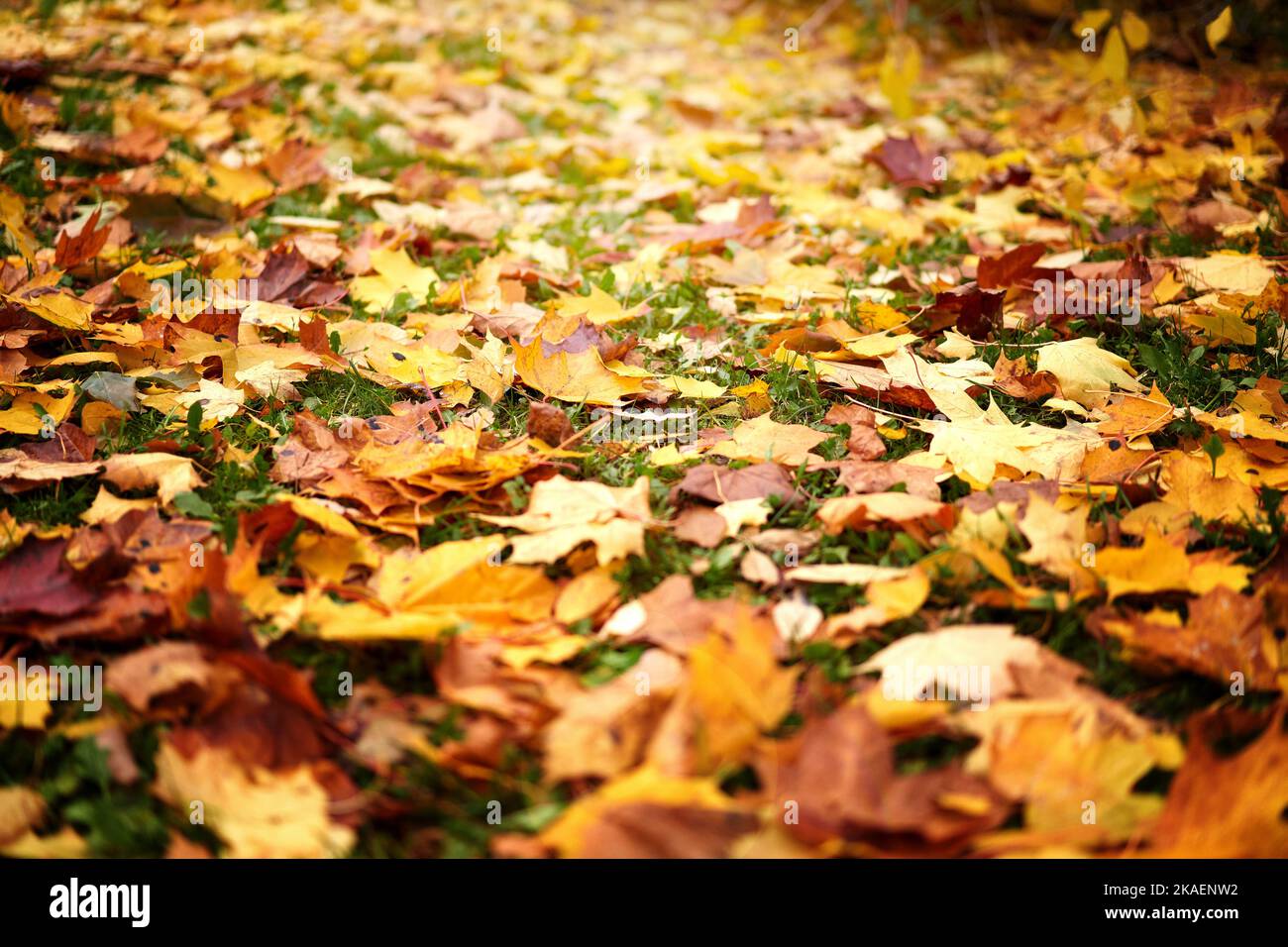 Autumn scene for your product layout. Natural background .Fallen maple ...