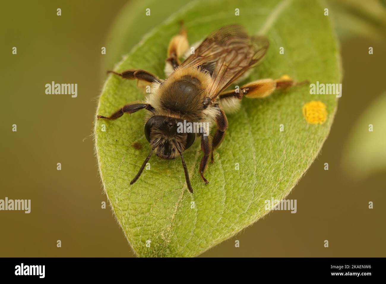 Closeup on a female female grey-gastered mining bee, Andrena tibialis ...