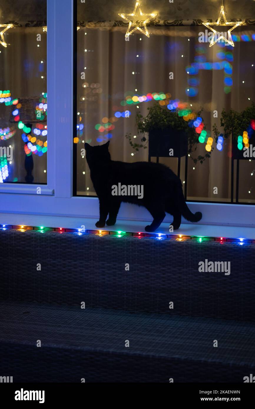 Cat in light christmas lights hi-res stock photography and images - Alamy