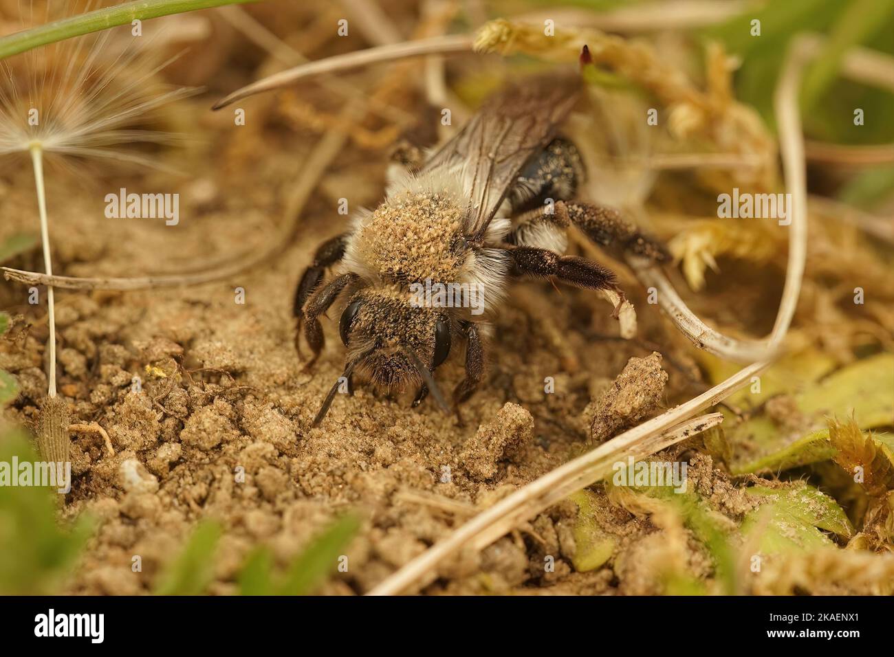 Natural closeup on a female grey-backed mining bee, Andrena vaga ...