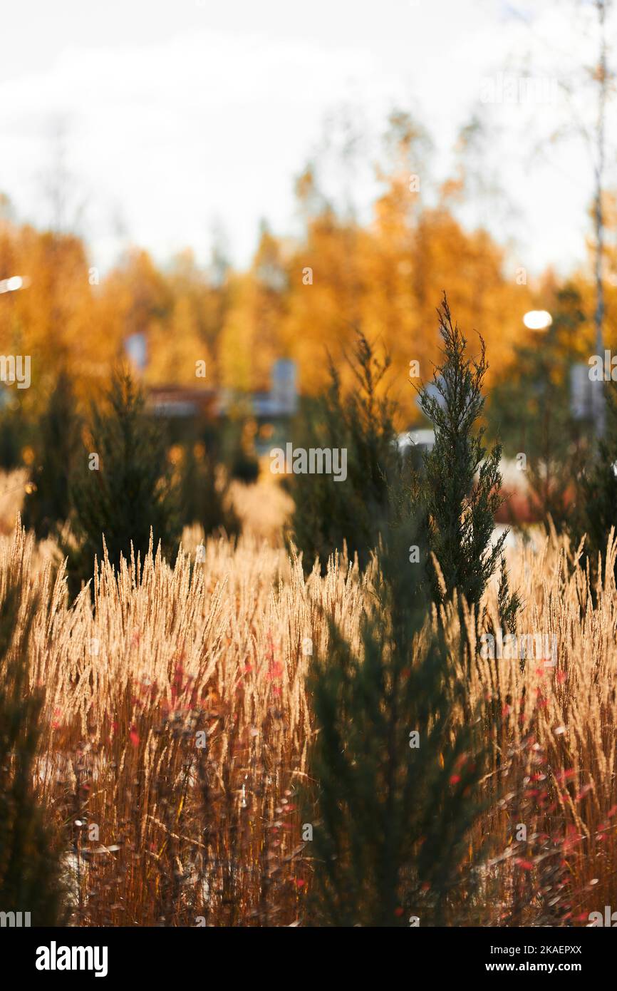 A vertical selective focus of common reed grass in a park in autumn ...