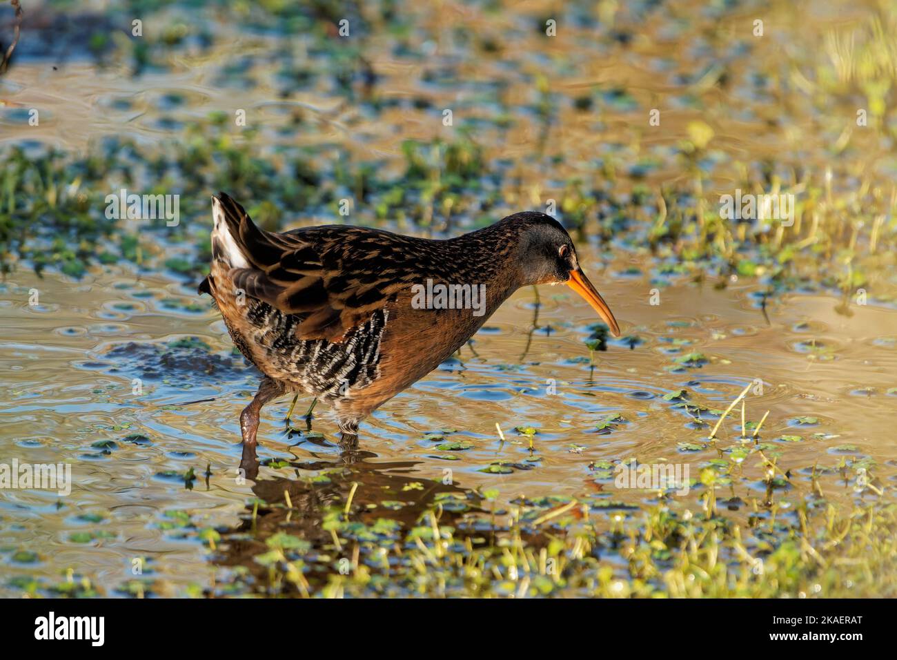 Rail bird species hi-res stock photography and images - Alamy